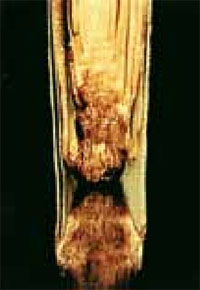 Пума® Супер - Crop Science Ukraine